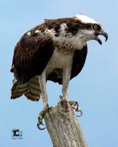 Osprey Facts – Friends of the Osprey