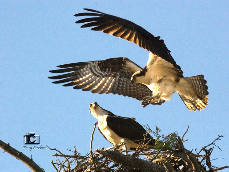 Osprey Facts – Friends of the Osprey