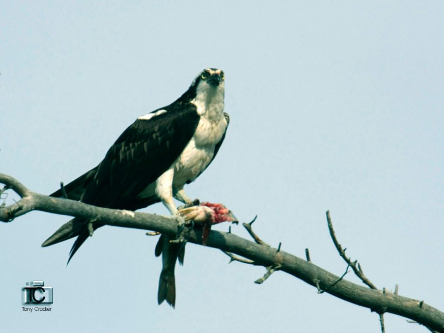 Osprey Facts – Friends of the Osprey